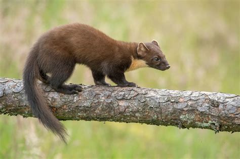 Pine Marten Numbers Increase Is It Good Or Bad