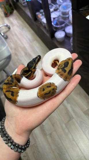 Piebald Smiley Face Ball Python By Agocs Exotics