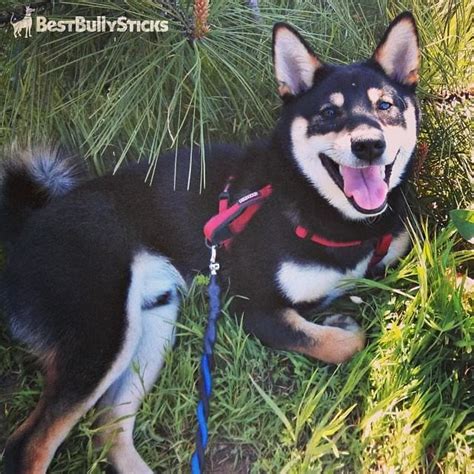 8 Signature Colors And Patterns Of Shiba Inu The Goody Pet