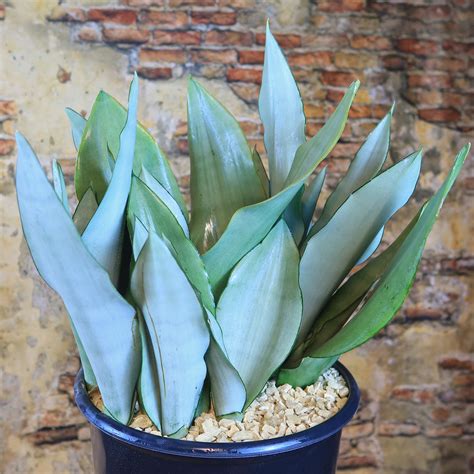 Shop Moonshine Snake Plant Sansevieria Moonshine Care And Info