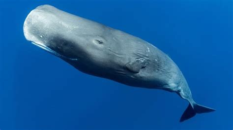 Worlds 1st Sperm Whale Reserve Protects Carbon Heroes Of The Sea