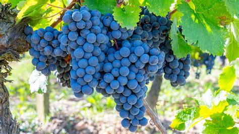 Cabernet Sauvignon Vs Pinot Noir Whats The Actual Difference