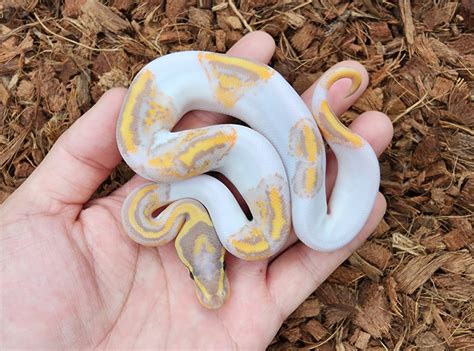 Od Yb Banana Pied Ball Python By Bobs Balls Morphmarket
