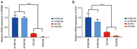 Reverse Transcription Quantitative Pcr Of Autophagy Related Download Scientific Diagram