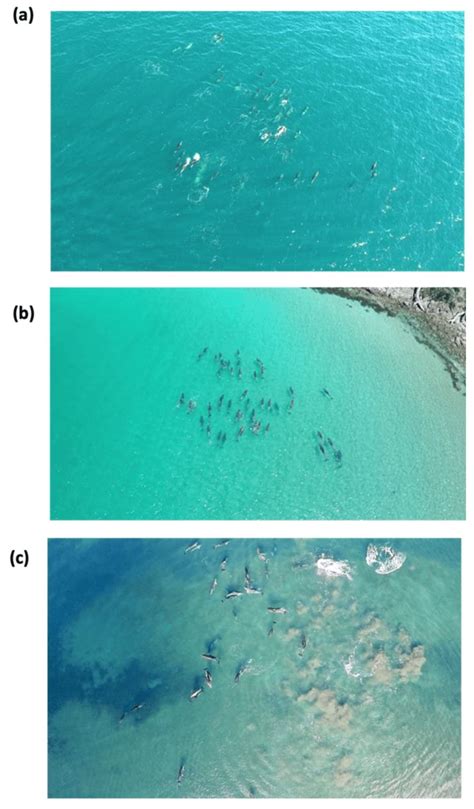 drones mdpi on linkedin drone surveys are more accurate than boat