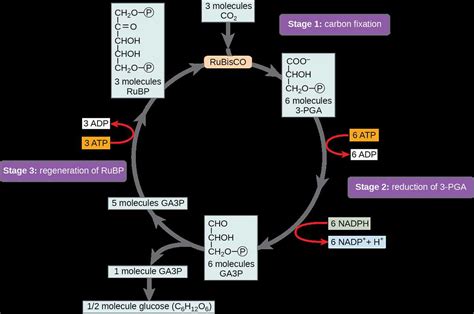 Understanding The Calvin Cycle A Diagram For Mastering Biology