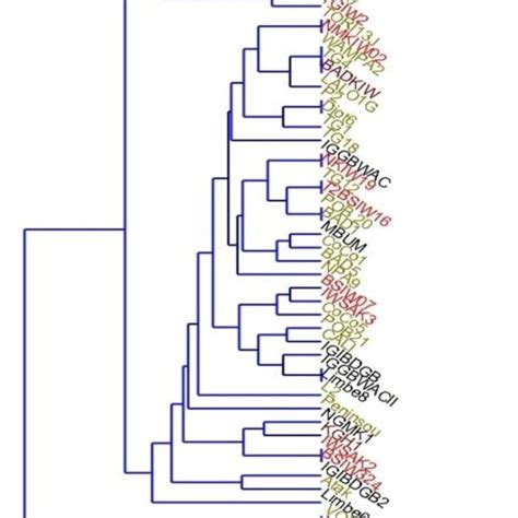 A Upgma Dendrogram For Aflp Data Of The 33 Accessions Based On
