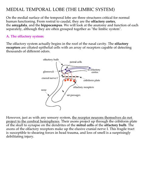 Medial Temporal Lobe The Limbic System Docslib