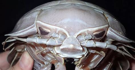 Hideous Darth Vader Sea Cockroach Discovered At Ocean Bottom
