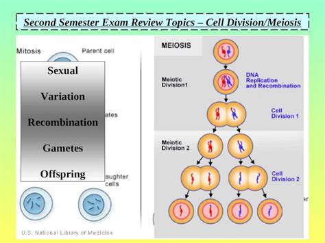 ppt second semester exam review topics cell division meiosis sexual