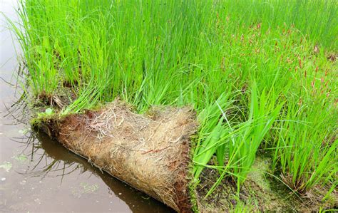Floating Wetlands And Natural Floating Ecosystems