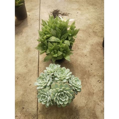 Jual Paket Cluster Murah Isi 2 Sukulen Tanaman Hias Shopee Indonesia