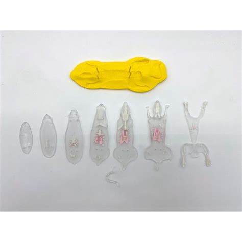 Sectional Rat Phantom For X Ray And Ct Scan