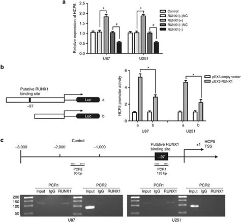 Runt Related Transcription Factor 1 Runx1 Feedback Promoted