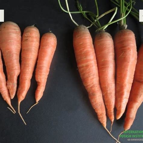 Potassium Effects On Product And Quality Of Carrot From A Demonstration