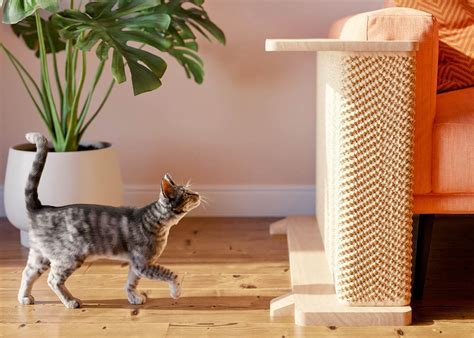 The Uncomfortable Truth About Declawing Cats Tica The International