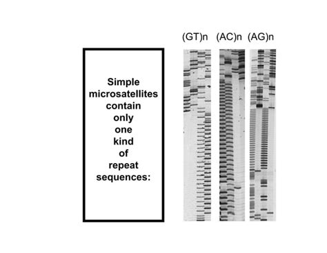 Microsatellites Pdf Genetics Science