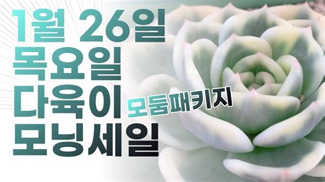 판매완료 1월 26일 🌟예쁜 다육이들 목요일 모닝세일🌟 특가 셋트까지 다육이 금다육 다육이창 다육이키우기 Youtube