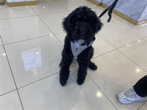 스탠다드푸들 장군이 미니푸들무료분양 미니먼치킨무료분양 미니랙돌무료분양 미니브리티쉬숏헤어무료분양 미니스코티쉬폴드무료분양 미니러시안블루무료분양 미니강아지무료분양 미니고양이무료