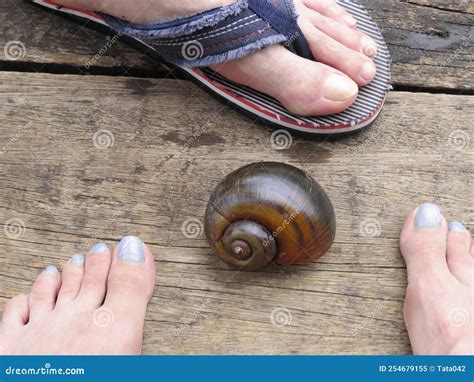 Big Thai Snail In Shell Lying On Wooden Planks Stock Image Image Of