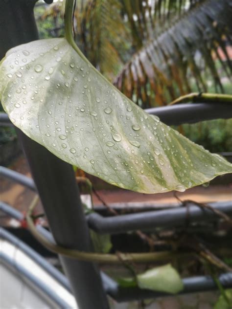 Leaf Rain Drop Free Photo On Pixabay Pixabay