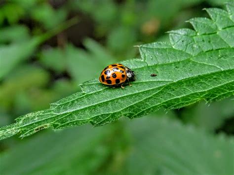 About Bed Bugs How To Control Them Ratchetroach