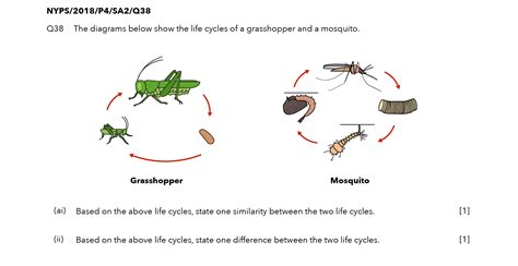 Grasshopper Life Cycle Diagram