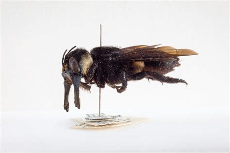Megachile Pluto Extinct Does The Wallace Giant Bee Sting Sqthdw
