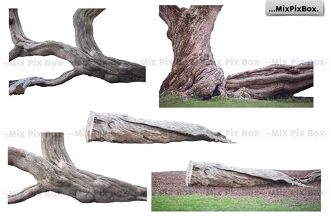 Old Tree Trunk Photo Overlays Design Cuts