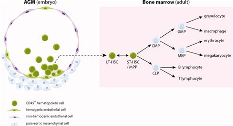 A Runx1 Intronic Enhancer Marks Hemogenic Endothelial Cells And Hematopoietic Stem Cells Ng
