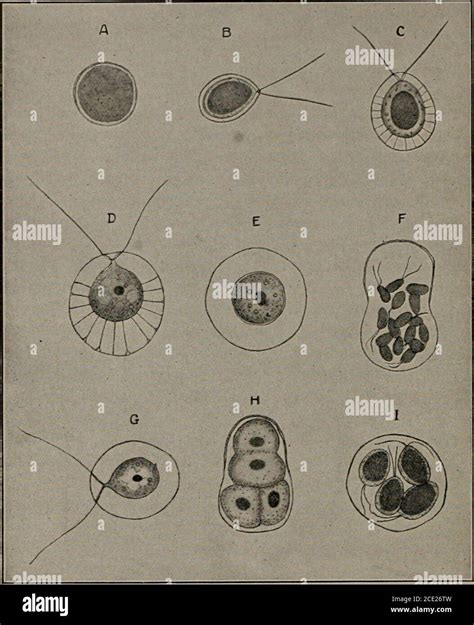 Biology Fig 40 —pleurococcus From The Bark Of An Elm Tree In