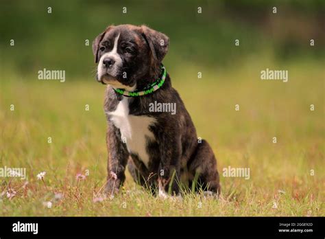Bull Mastiff Boxer Cross