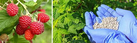 Уход за малиной летом Правильный уход за малиной в июне июле и августе Уход во время