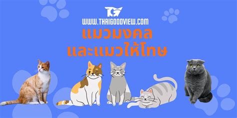 แมวมงคล และแมวให้โทษ ไทยกู๊ดวิว Thaigoodview