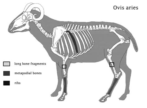 Most Frequently Used Skeletal Elements For Awl Production At