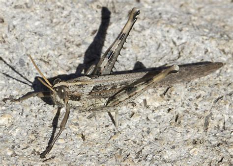 Schistocerca Nitens Gray Bird Grasshopper Schistocerca Nitens