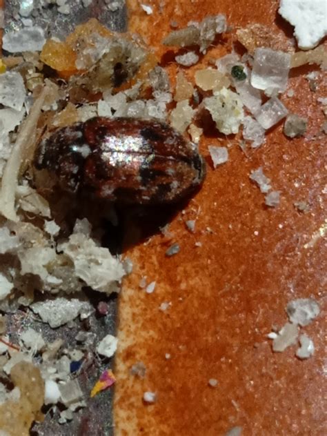 Trogoderma Sternale From Zona Centro 38900 Salvatierra Gto México On April 3 2023 At 11 31