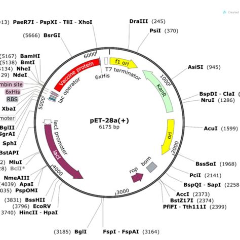 N Silico Cloning Of The Vaccine Construct The Codon Optimized Dna