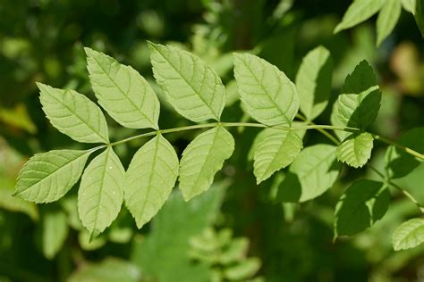 Gemeine Esche Fraxinus Excelsior Waldzeit