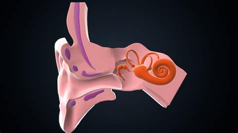 Images De Polype Cervical Téléchargement Gratuit Sur Freepik