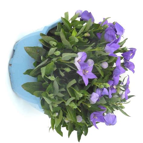 Platycodon Grandiflorus Le Pot De 4 Litres