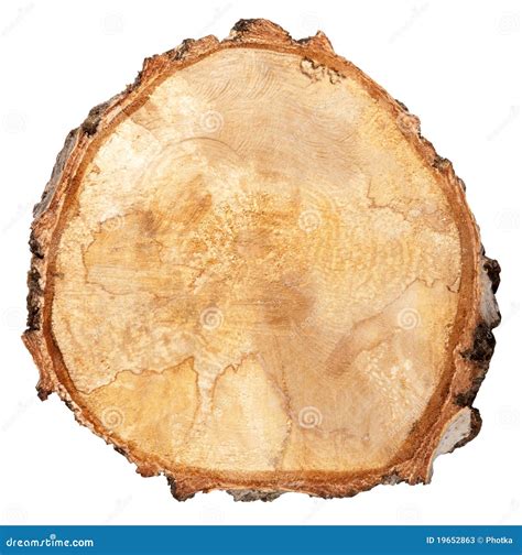 Cross Section Of A Tree Trunk Stock Image Image Of Environment