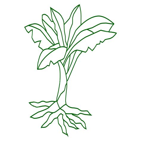 香蕉樹圖像的插圖 向量 香蕉樹 圖片 插图向量圖案素材免費下載，png，eps和ai素材下載 pngtree
