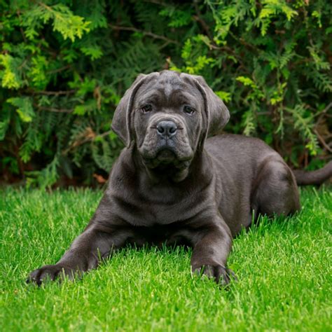 Cane Corso Dog Breed Temperament And Traits Ask Woodgreen