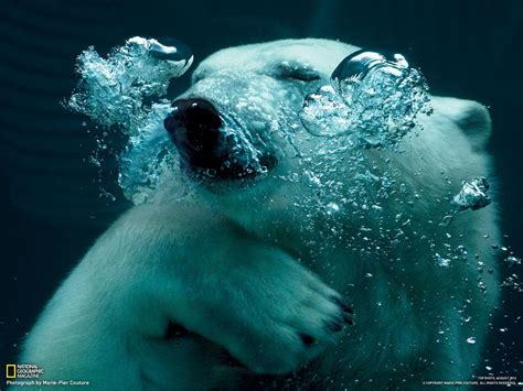National Geographic Desktop Backgrounds Wallpaper Cave
