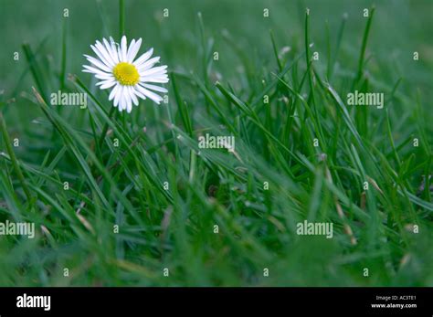Daisy Flower Images Free Fotos Und Bildmaterial In Hoher Auflösung