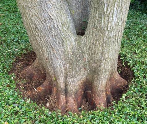 Root Flare Exposure And Tree Health Tree Shepherds