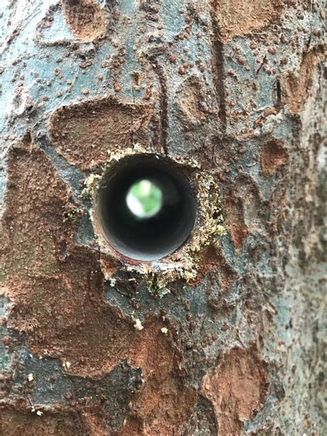 Cable And Dynamic Bracing The Tree Company