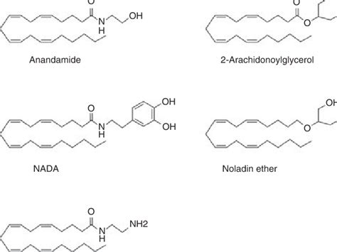 Chemical Structure Of Some Endocannabinoids Anandamide Download