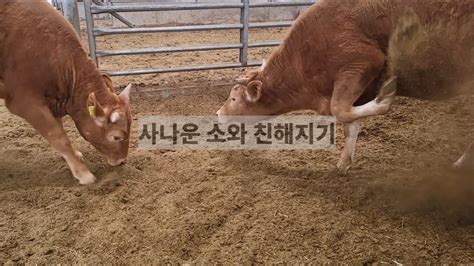 하루라도 빨리 친해지길 바래 Youtube